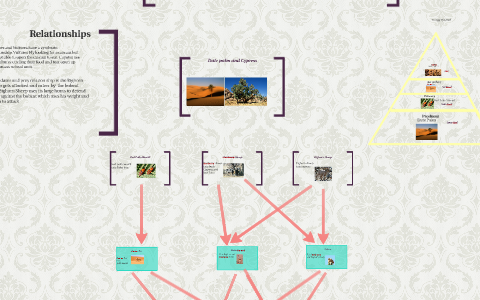 Sahara Desert Ecology Project 2.0 by Xavier Means on Prezi