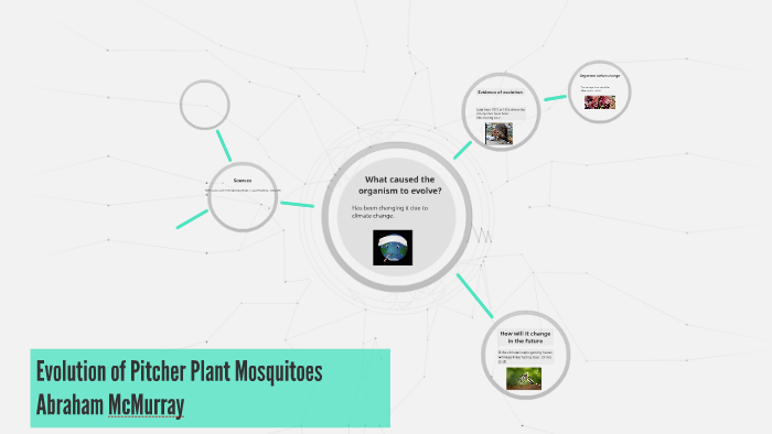 Evolution of Pitcher Plant Mosquitoes by Independence High on Prezi
