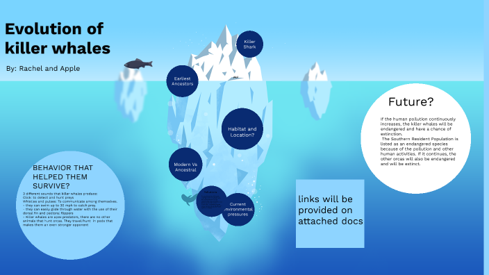 Evolution of Killer Whales by Rachel Manoj on Prezi