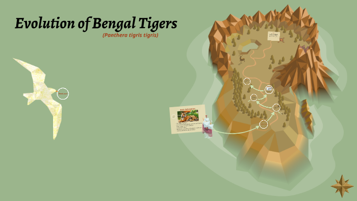 Evolution of Bengal Tigers by Annie Flowers on Prezi