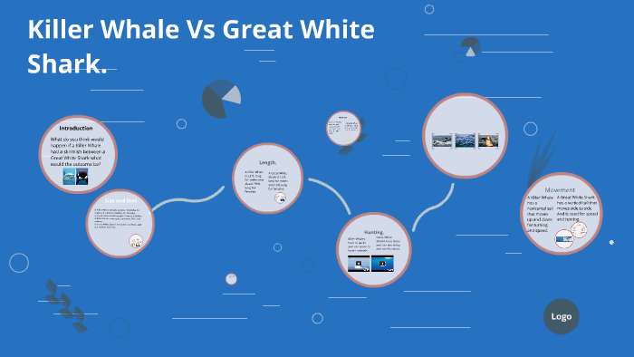 Killer Whale Vs Great White Shark. by andrew jabo on Prezi