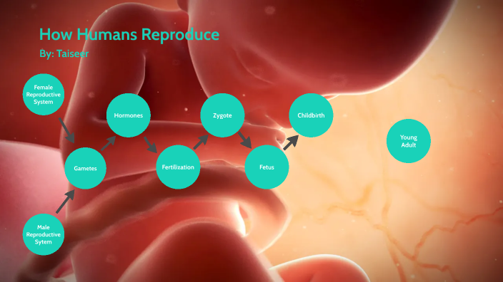 How Humans Reproduce by Taiseer Hoque on Prezi