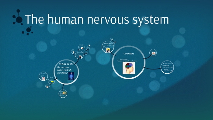 The human nervous system by Megan Walkenhorst on Prezi