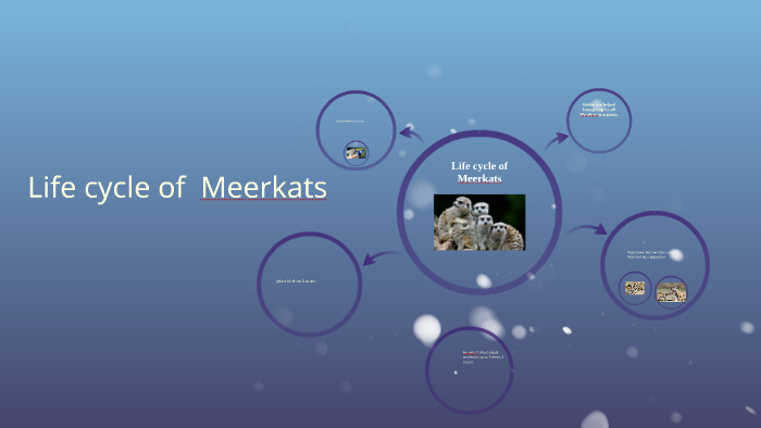 Life cycle of Meerkats by Natalie Issa on Prezi
