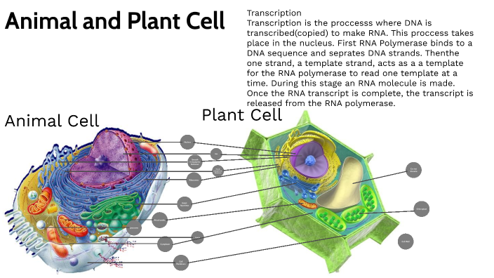 Cell project by William Merryfield on Prezi
