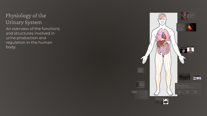 Physiology of the Urinary System by Guli Isanova on Prezi