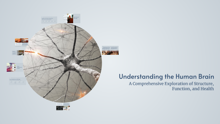 Understanding the Human Brain by 023076 Gr on Prezi
