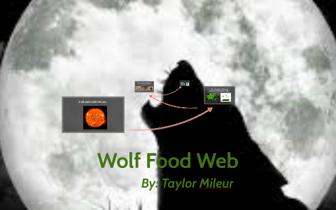 Wolf Food Web by Taylor Mileur on Prezi