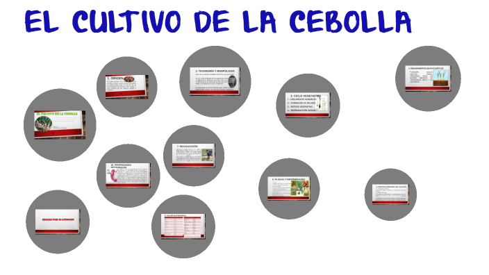 EL CULTIVO DE LA CEBOLLA by MARIO A. HUILLCA CONDORI on Prezi