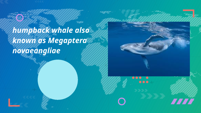 the endangered species of the humpback whale by larry lee on Prezi