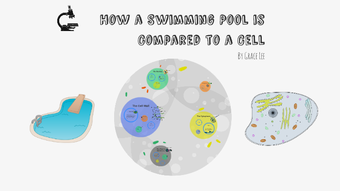 How a Swimming Pool is Compared to a Cell by Grace Lee on Prezi