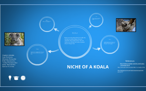 Koala Niche by Braedon Heylen on Prezi