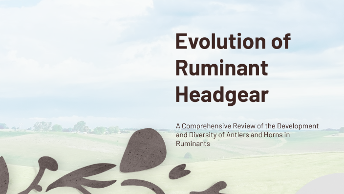 Evolution of Ruminant Headgear by Amna A on Prezi