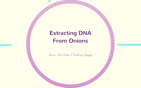 Extracting DNA from Onions by Kathryn Proulx on Prezi