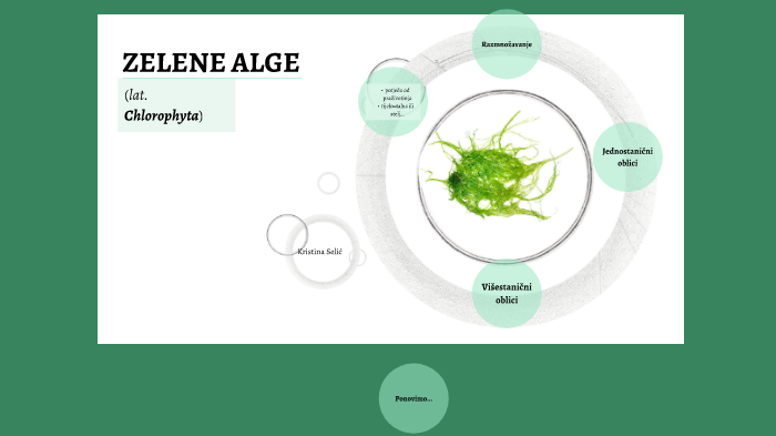 Zelene alge by Kristina Selić on Prezi