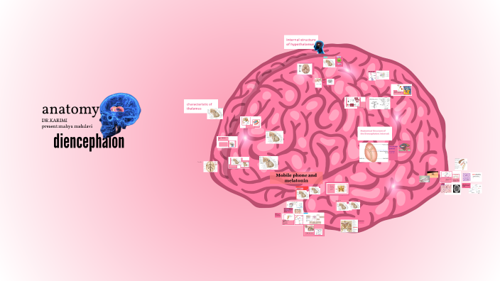 Understanding the Diencephalon by mahya mahdavi on Prezi
