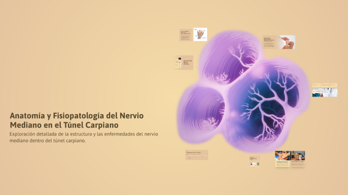Anatomía y Fisiopatología del Nervio Mediano en el Túnel Carpiano by ...