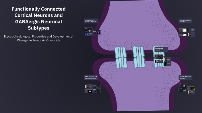 Functionally Connected Cortical Neurons and GABAergic Neuronal Subtypes ...