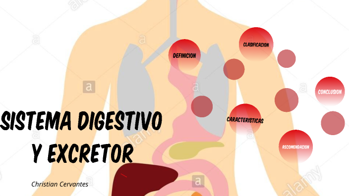 sistema digestivo y excretor by Christian Yanni Cervantes Perez on Prezi
