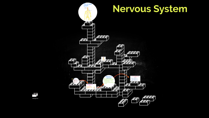 Nervous System by Sean Helton on Prezi