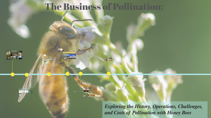 The Business of Pollination by Deer Creek Apiaries LLC on Prezi