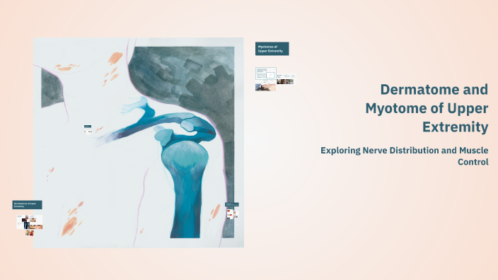 Dermatome and Myotome of Upper Extremity by Joe Blow on Prezi