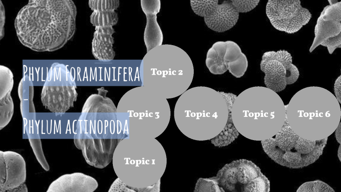 Phylum Foraminifera by Jean Rangel on Prezi