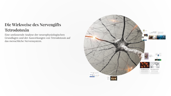 Die Wirkweise des Nervengifts Tetrodotoxin by greta binder on Prezi