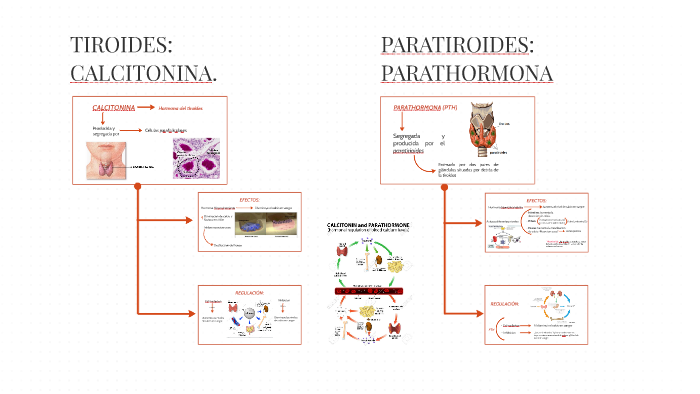 CALCITONINA. by Inés Ramírez on Prezi