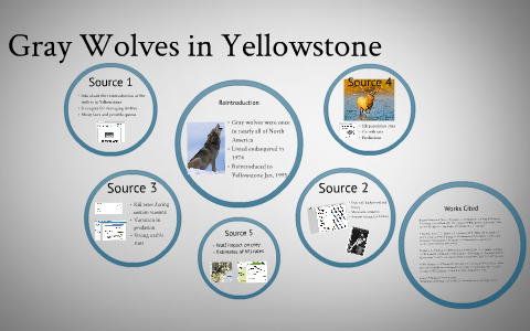 Gray Wolf Reintroduction in Yellowstone by Matthew DelVecchio on Prezi