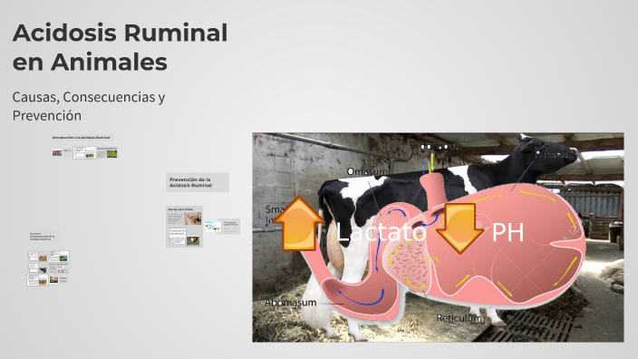 Acidosis Ruminal en Animales by Claudio Fernández Cordero on Prezi