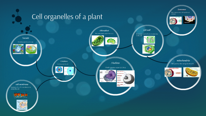 Cell organelles of a plant by andrew gafford on Prezi