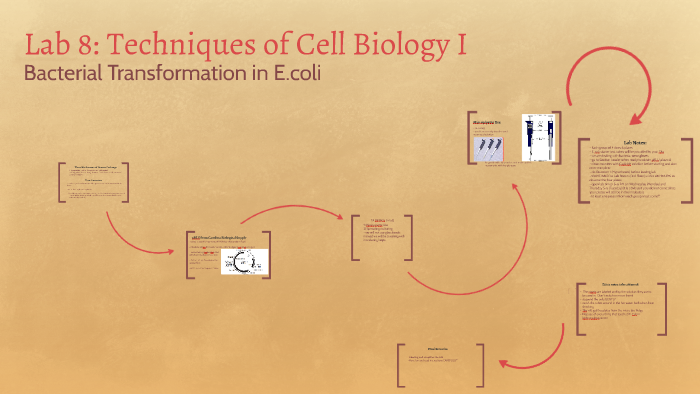 Lab 8: Techniques of Cell Biology I by David Ruckle