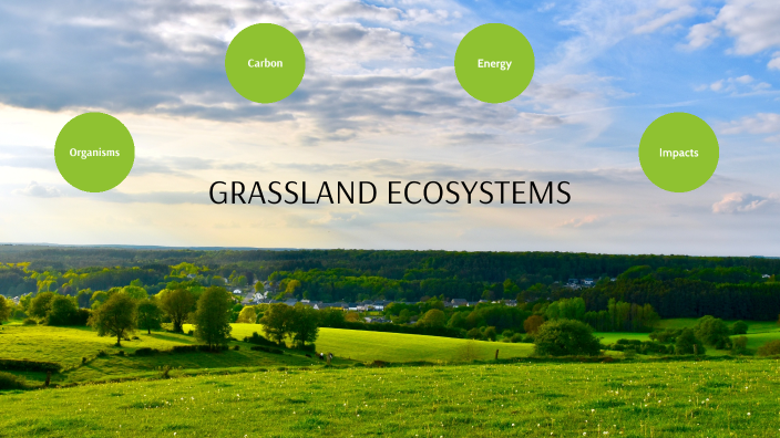 Grassland Ecosystem by Jonah Lee on Prezi