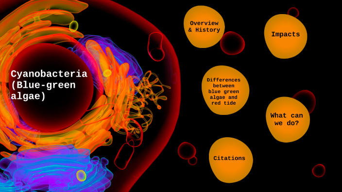 Cyanobacteria (Blue-green algae) by Peyton Lunsford on Prezi