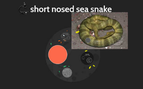 short-nosed sea snake by on Prezi
