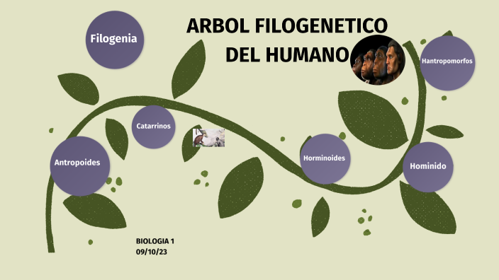 Arbol filogenetico "Humano" by Itzel Nadezhda Zesati Vazquez on Prezi