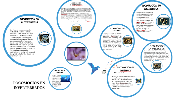 LOCOMOCIÓN EN INVERTEBRADOS by Karol Rivera Contreras on Prezi