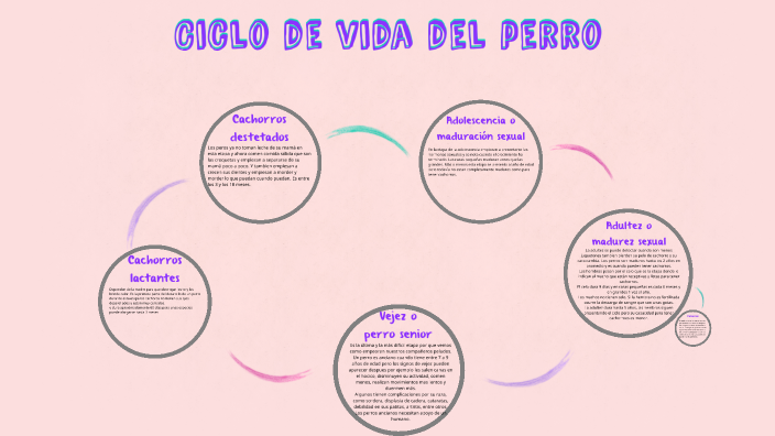 ciclo de vida del perro by Yuli Leal on Prezi