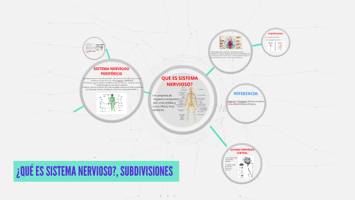 QUE ES SISTEMA NERVIOSO, SUBDIVISIONES by on Prezi