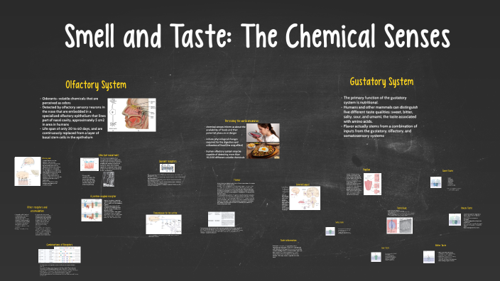 Smell and Taste: The Chemical Senses by Desiderio Camitan IV on Prezi