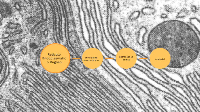 reticulo endoplasmatico rugoso by paola rodriguez perez on Prezi