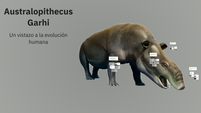 Australopithecus Garhi by Andrea Reyes on Prezi