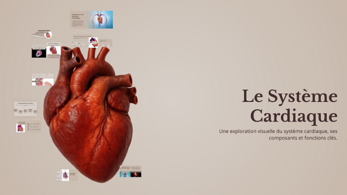 Le Système Cardiaque by sinem kuzu on Prezi