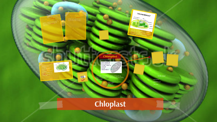 Cloroplast by Haylee green on Prezi