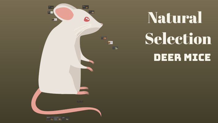 How Natural Selection Affects Deer Mice by Mandie Martin on Prezi