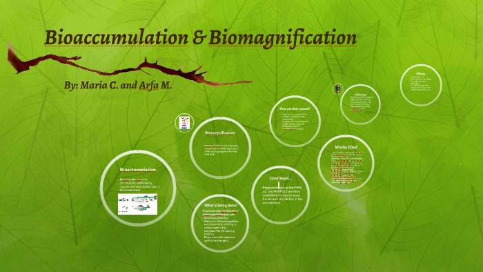 Bioaccumulation & Biomagnification by Maria C. on Prezi