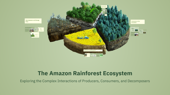 The Amazon Rainforest Ecosystem by enalyvoia maruex on Prezi