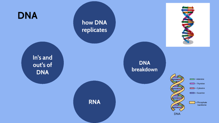 DNA presentation by James Kerr on Prezi