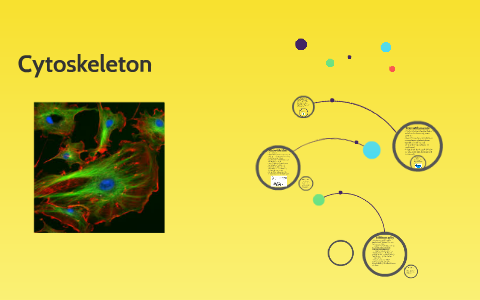 Cytoskeleton by Matthew Perricone on Prezi